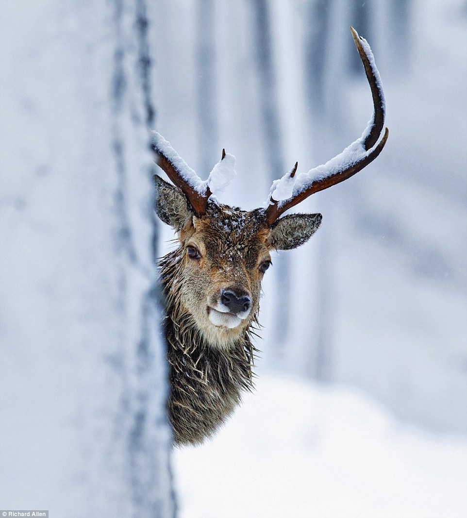 Poetry in the making … – The Fugitive Stag