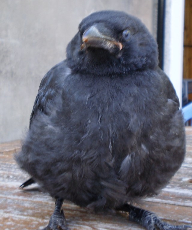 Cofio ‘Bendigeidfran’ Remembered 2009, our very special and blessed ...