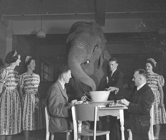 The (original) Elephant in the Room, 1814! – The Fugitive Stag